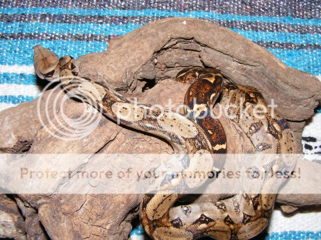 Chase - normal - RedTailBoas Ultimate Reptile Community