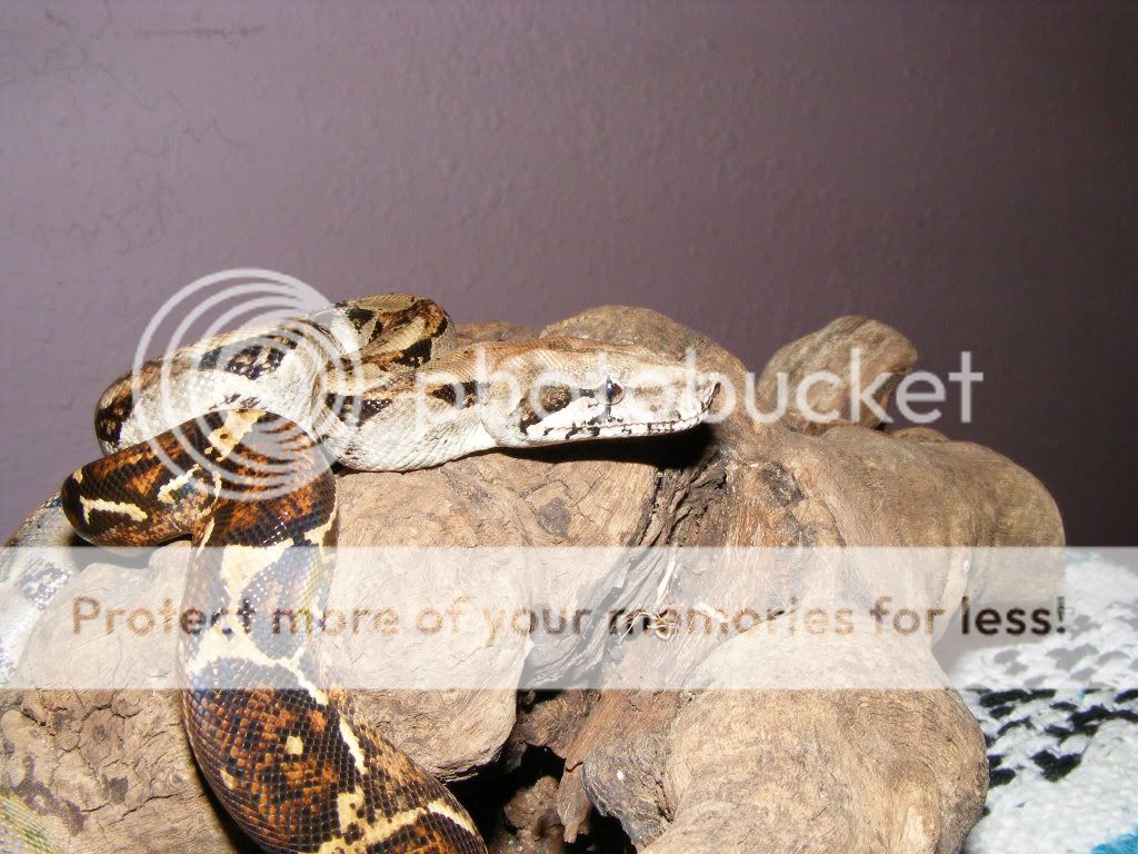 Chase - normal - RedTailBoas Ultimate Reptile Community