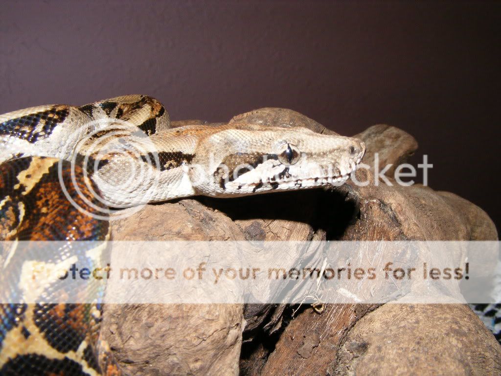 Chase - normal - RedTailBoas Ultimate Reptile Community