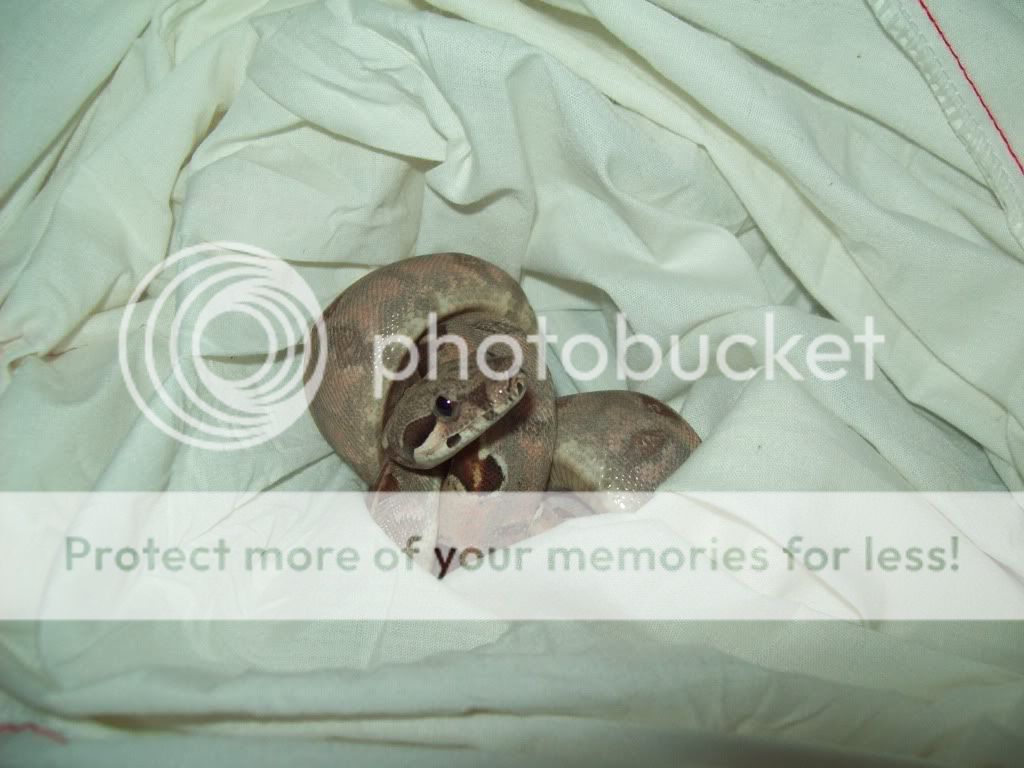 A big thank you to Tony Hawkins aka "Hawk" - RedTailBoas Ultimate ...